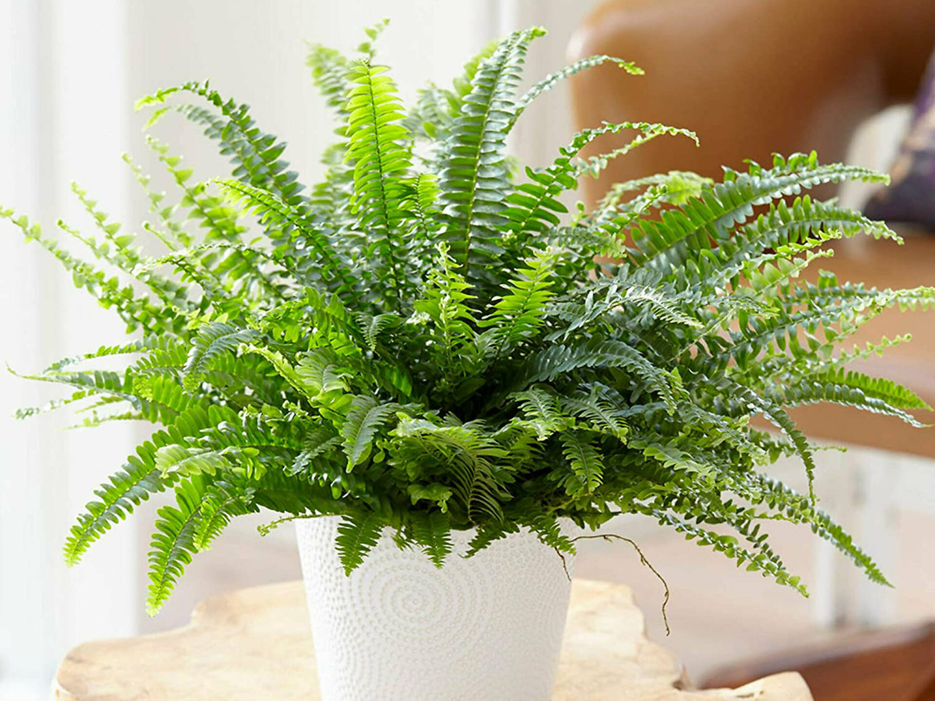 9 Best Indoor Plants | These low-maintenance leafy little lovelies will ...