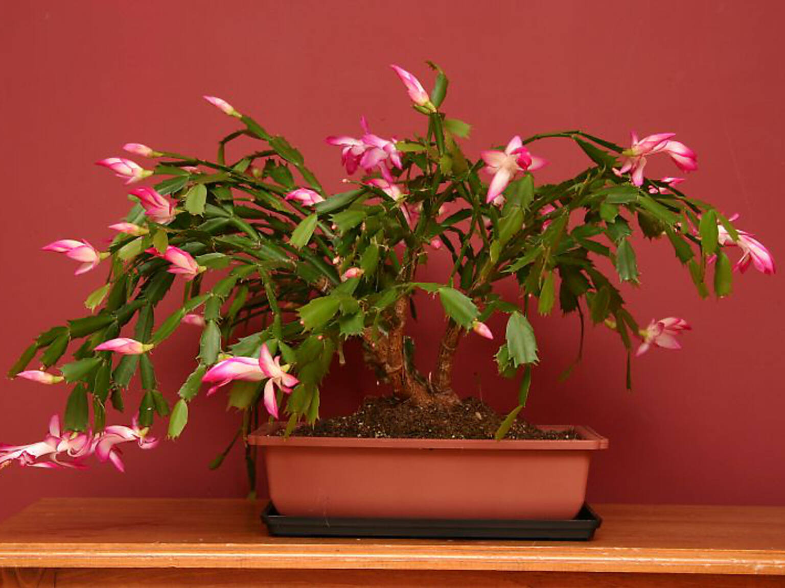 9 Best Indoor Plants | These low-maintenance leafy little lovelies will ...