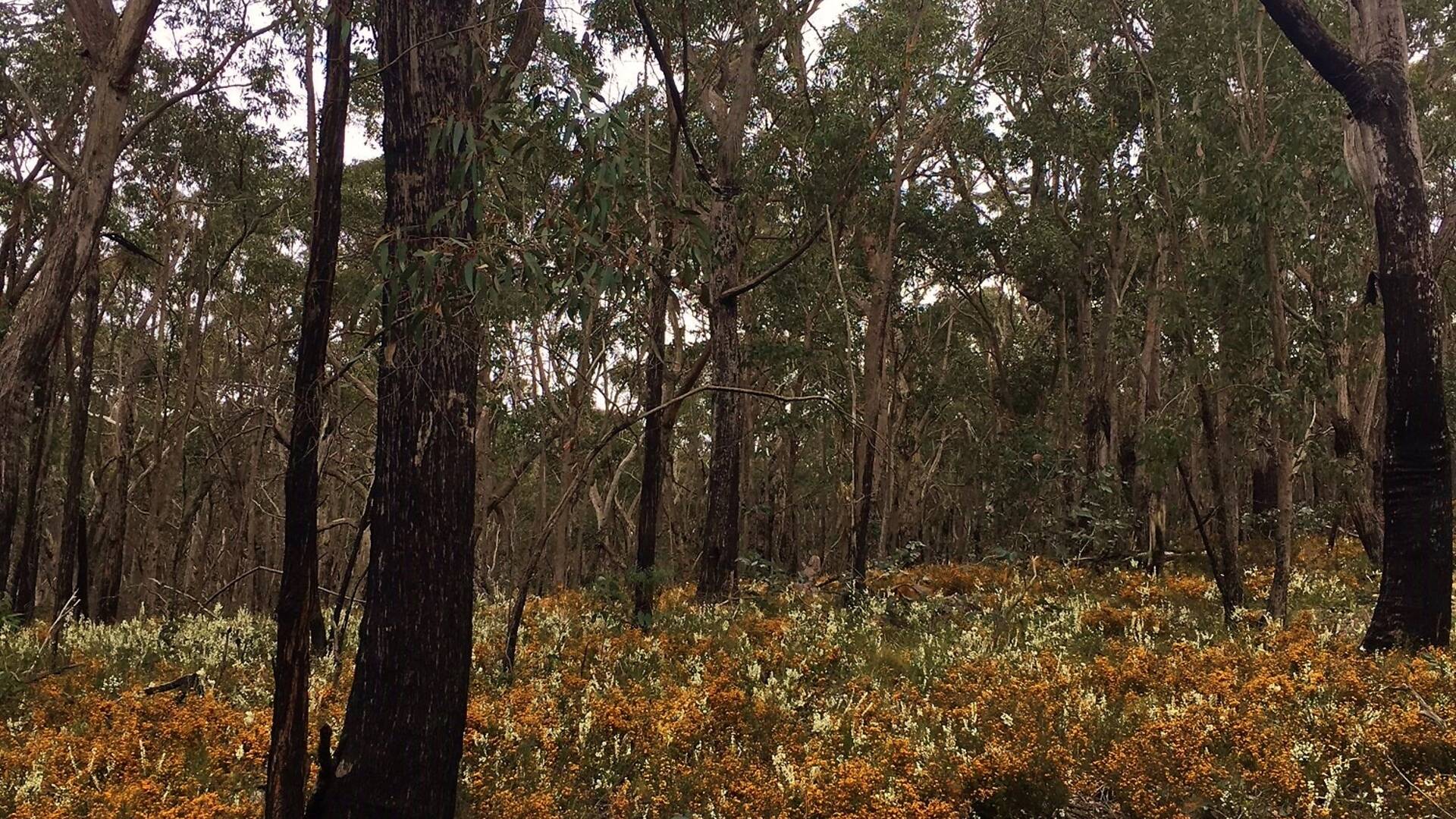 The 17 Best Camping Spots Near Melbourne in Victoria