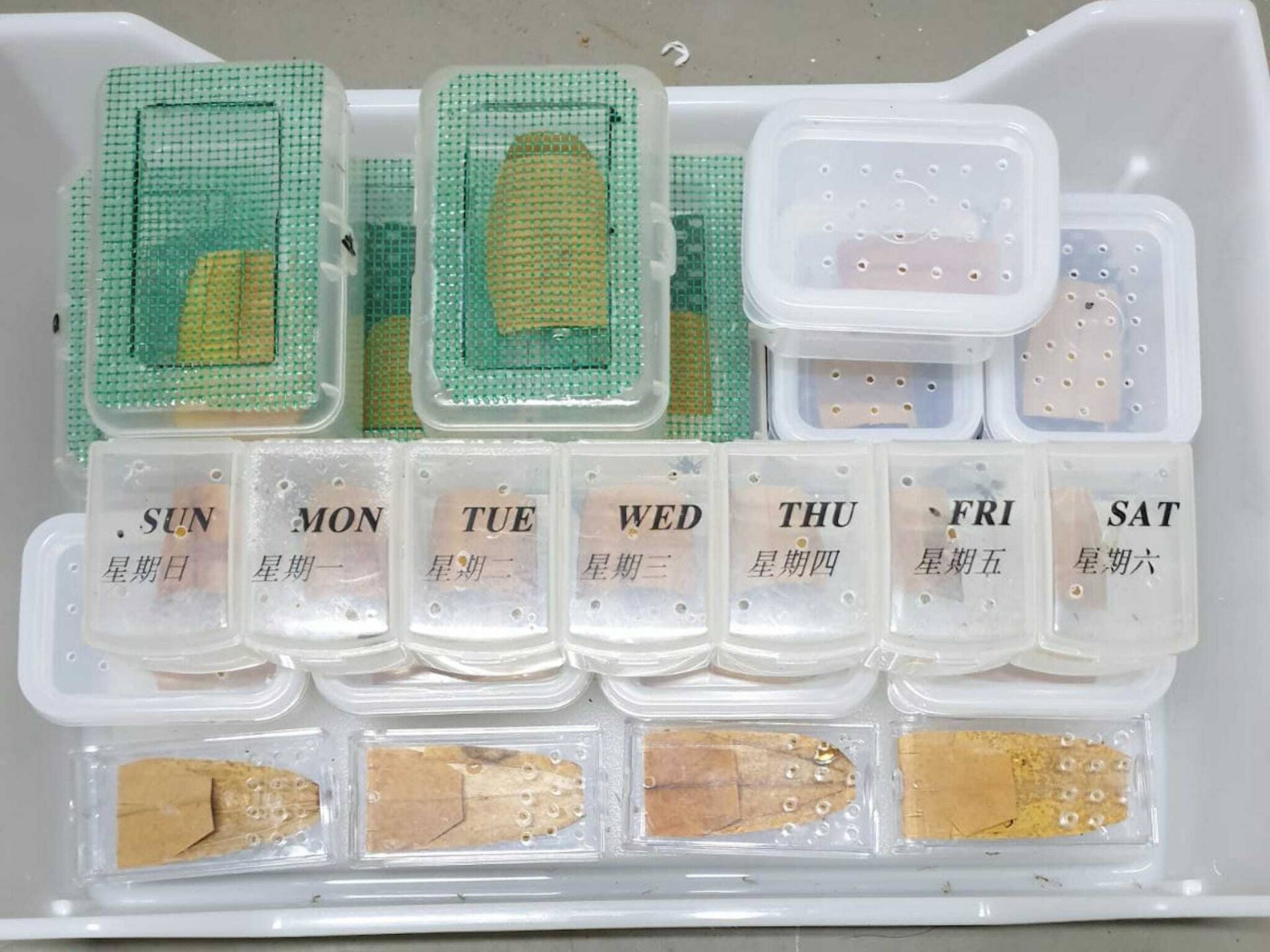 Meet Peter Ang, A Grandmaster Of Fighting Spiders