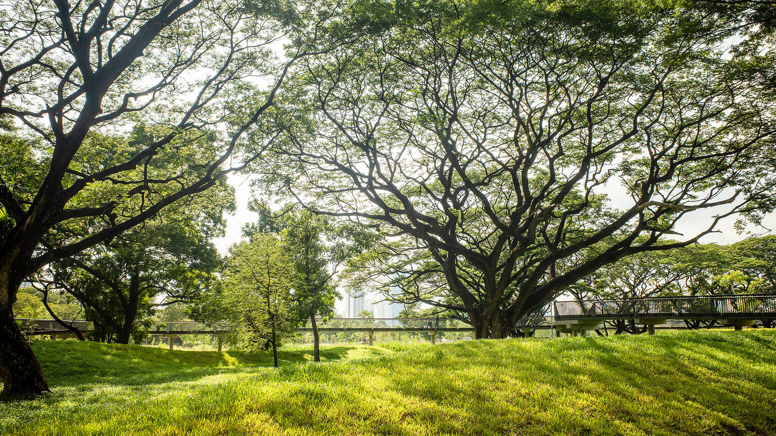 Benjakitti Park (Benchakitti Forest Park) | Attractions in Khlong Toei ... Benjakitti Park (Benchakitti Forest Park) | Attractions in Khlong Toei ...