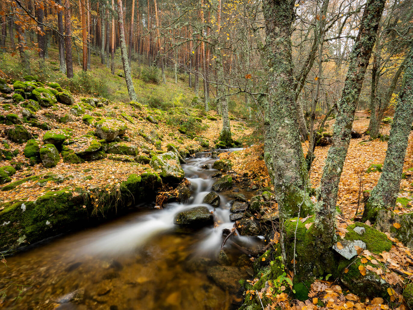 Los 10 bosques más bonitos de Madrid para escapar este otoño