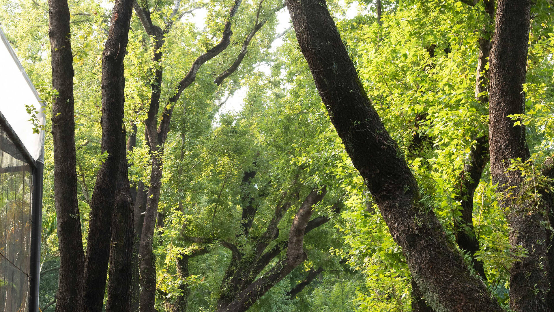 A Guide to the Hong Kong Zoological and Botanical Gardens