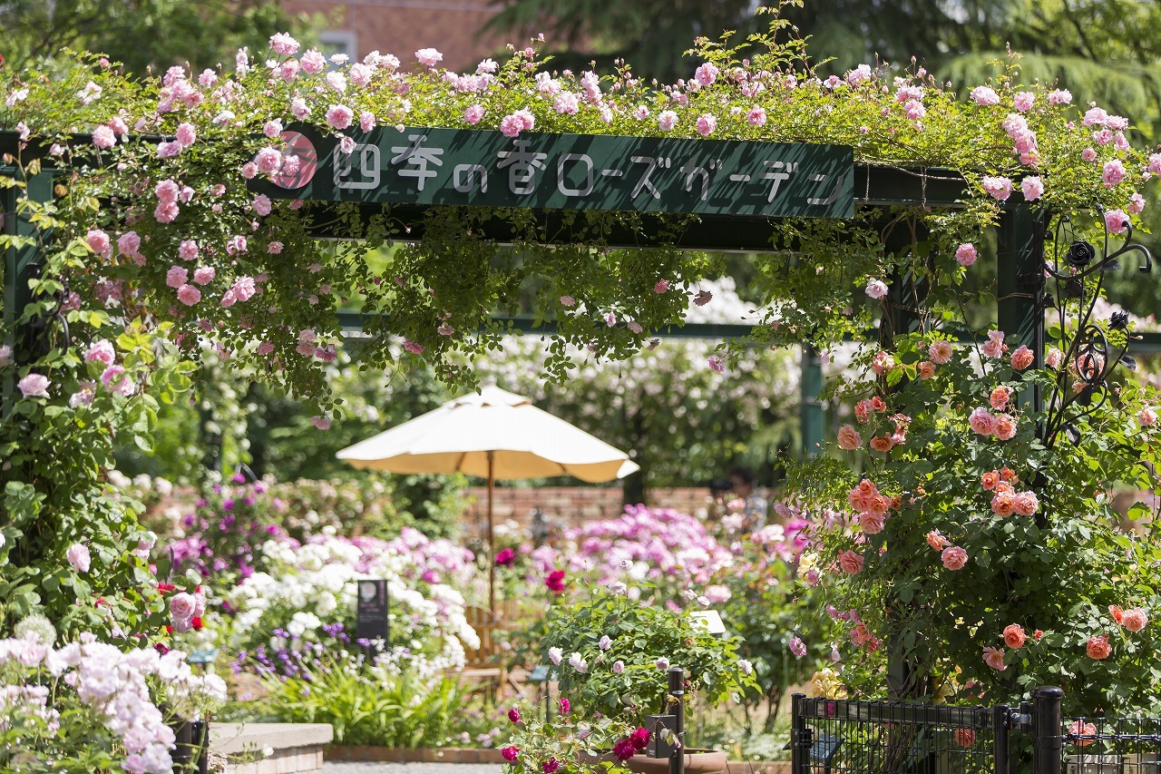 Shikinokaori Rose Garden | Things to do in Nerima, Tokyo