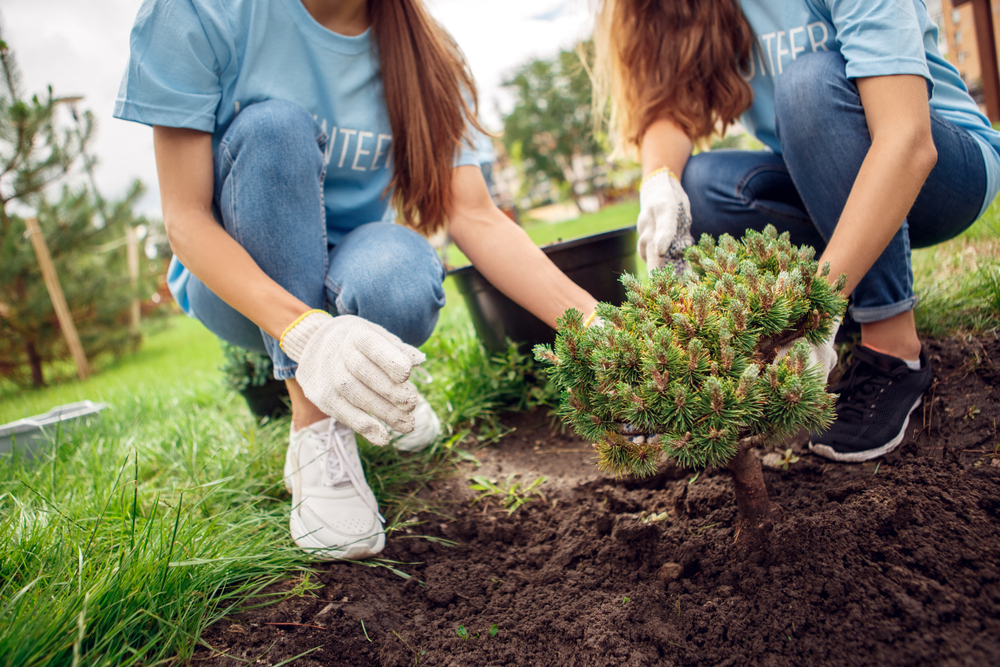 Every Single Person In Wales Is Getting a Free Tree To Help The Planet