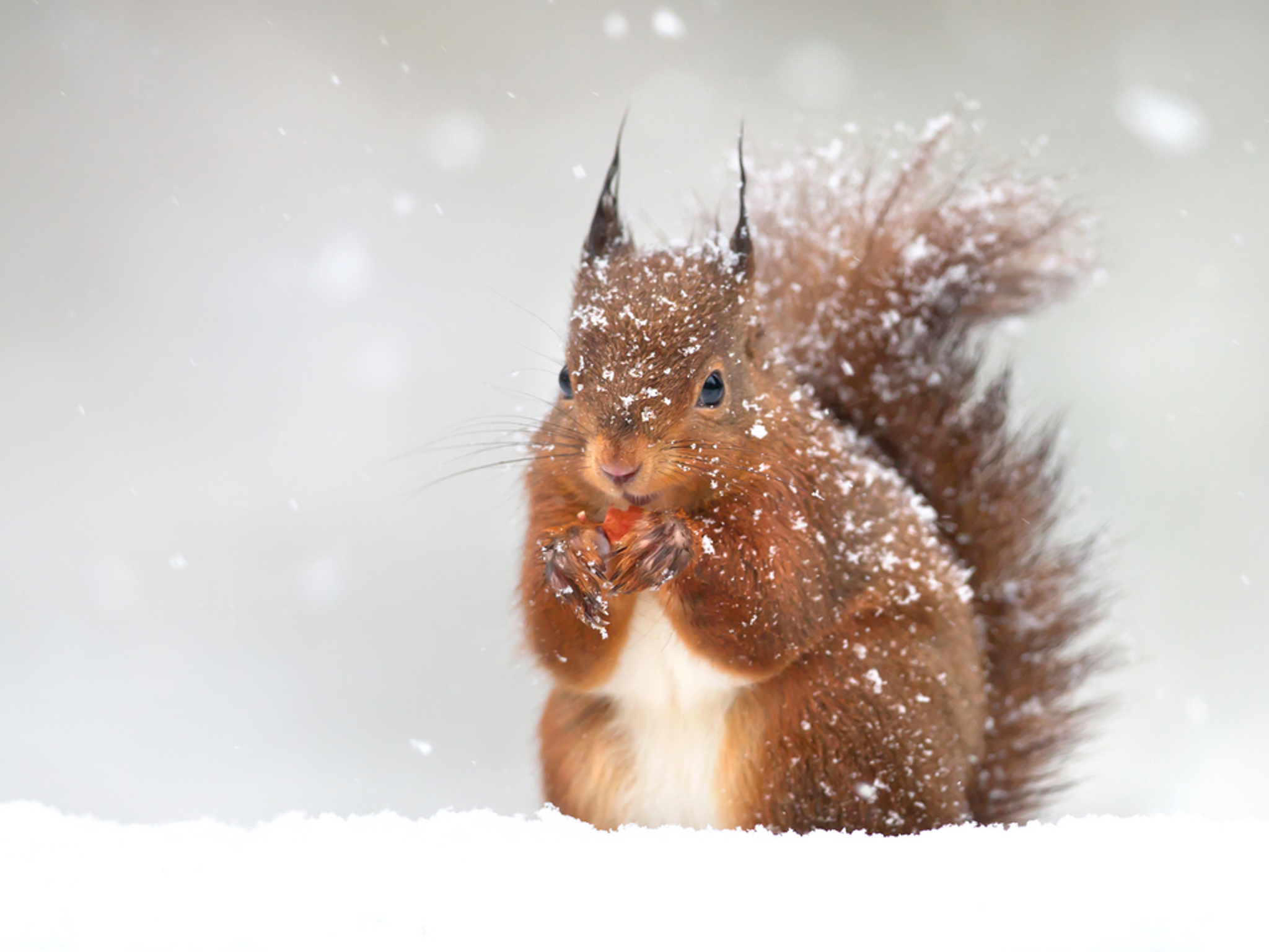 Christmas Day Weather Forecasts in the UK: Will it Snow This Year?