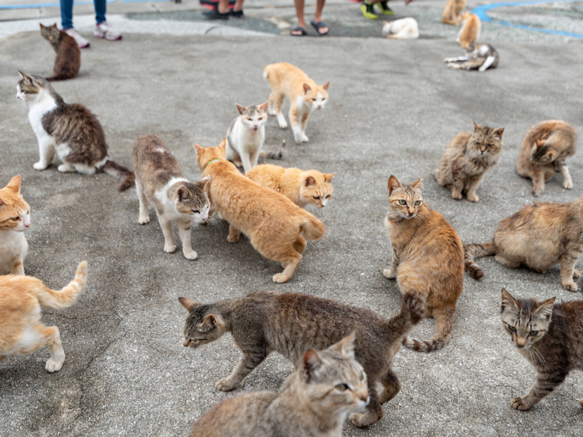 5 Places Around the World Where Cats Have Basically Taken Charge
