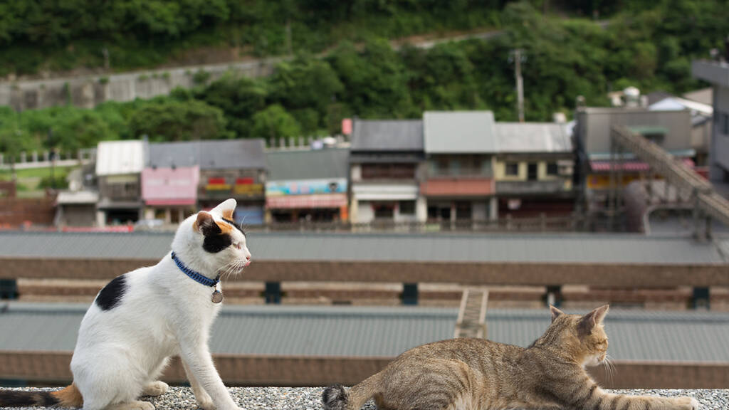 5 Places Around the World Where Cats Have Basically Taken Charge