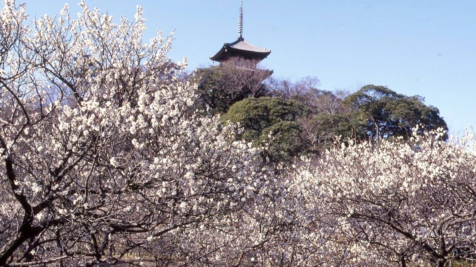 10 best parks, gardens and shrines to see plum blossoms in Tokyo
