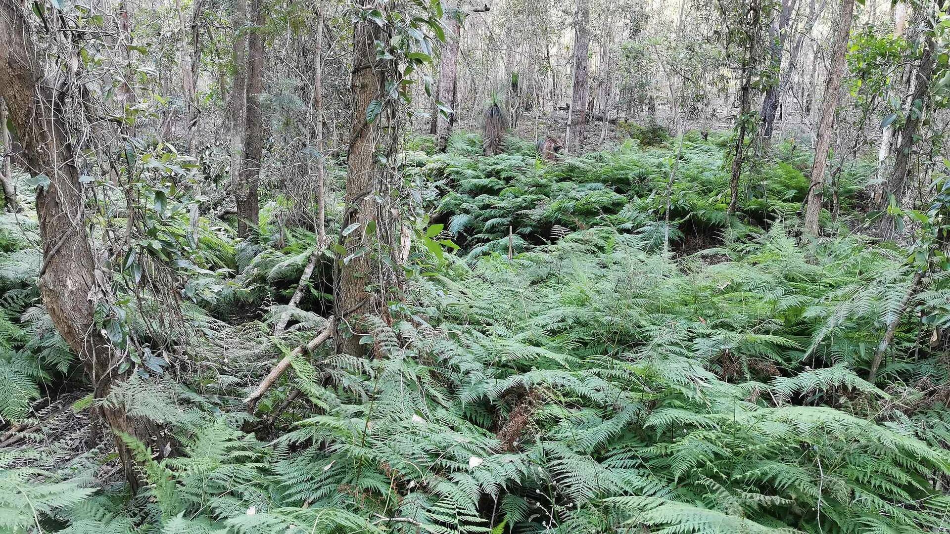 Raven Street Reserve – walking track in Chermside Brisbane