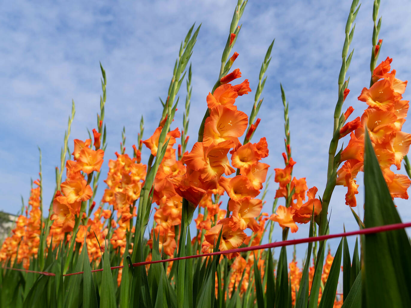 Your Guide To Auspicious Chinese New Year Flowers And Fruits