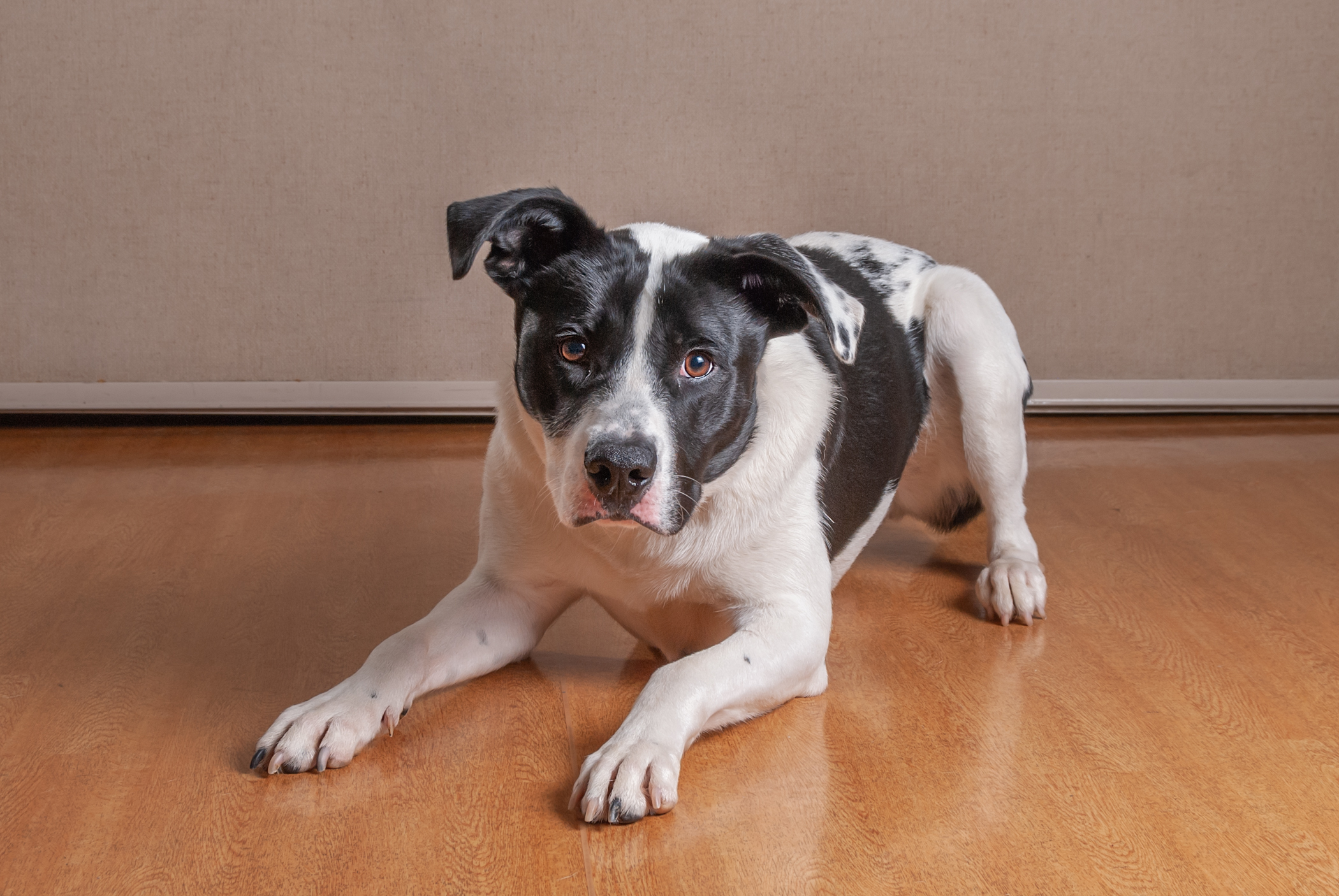How Much Does It Cost To Adopt A Dog From Paws Chicago