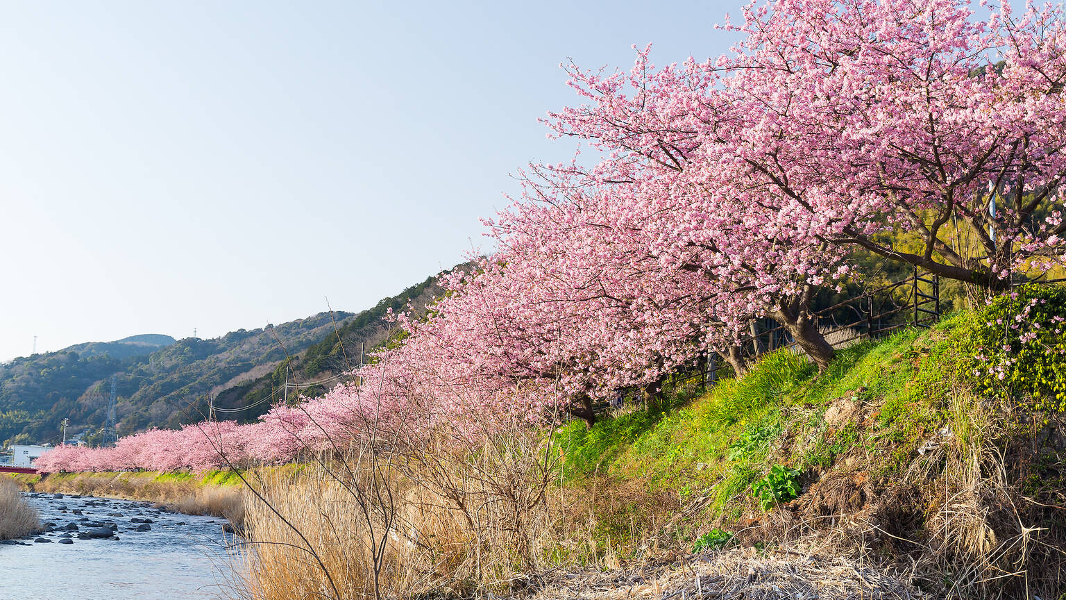 10 best places to see winter cherry blossoms in Japan – outside of Tokyo