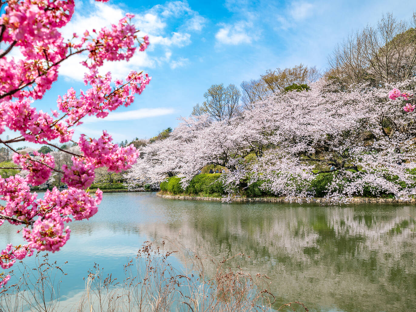10 best places to see winter cherry blossoms in Japan – outside of Tokyo