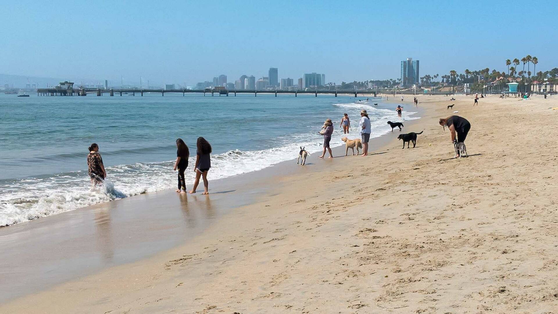 10 Best Dog-Friendly Beaches in the US