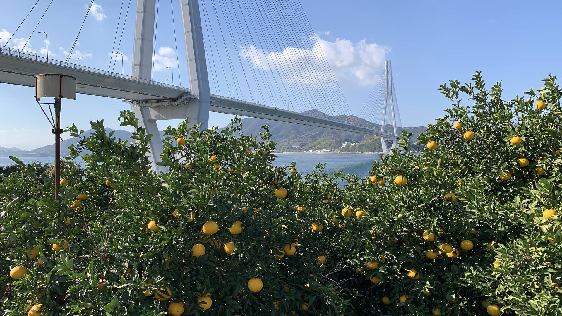 Japan’s lemon island Ikuchijima is reinventing itself with community ...