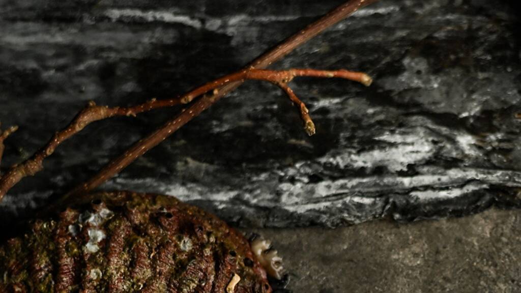 Haco omakase blends art and deliciousness with 20 tempura courses