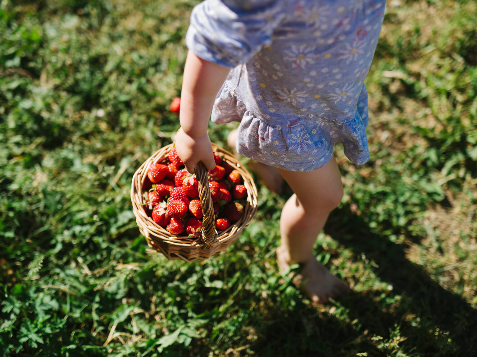 6 Best Places for Strawberry Picking in Miami