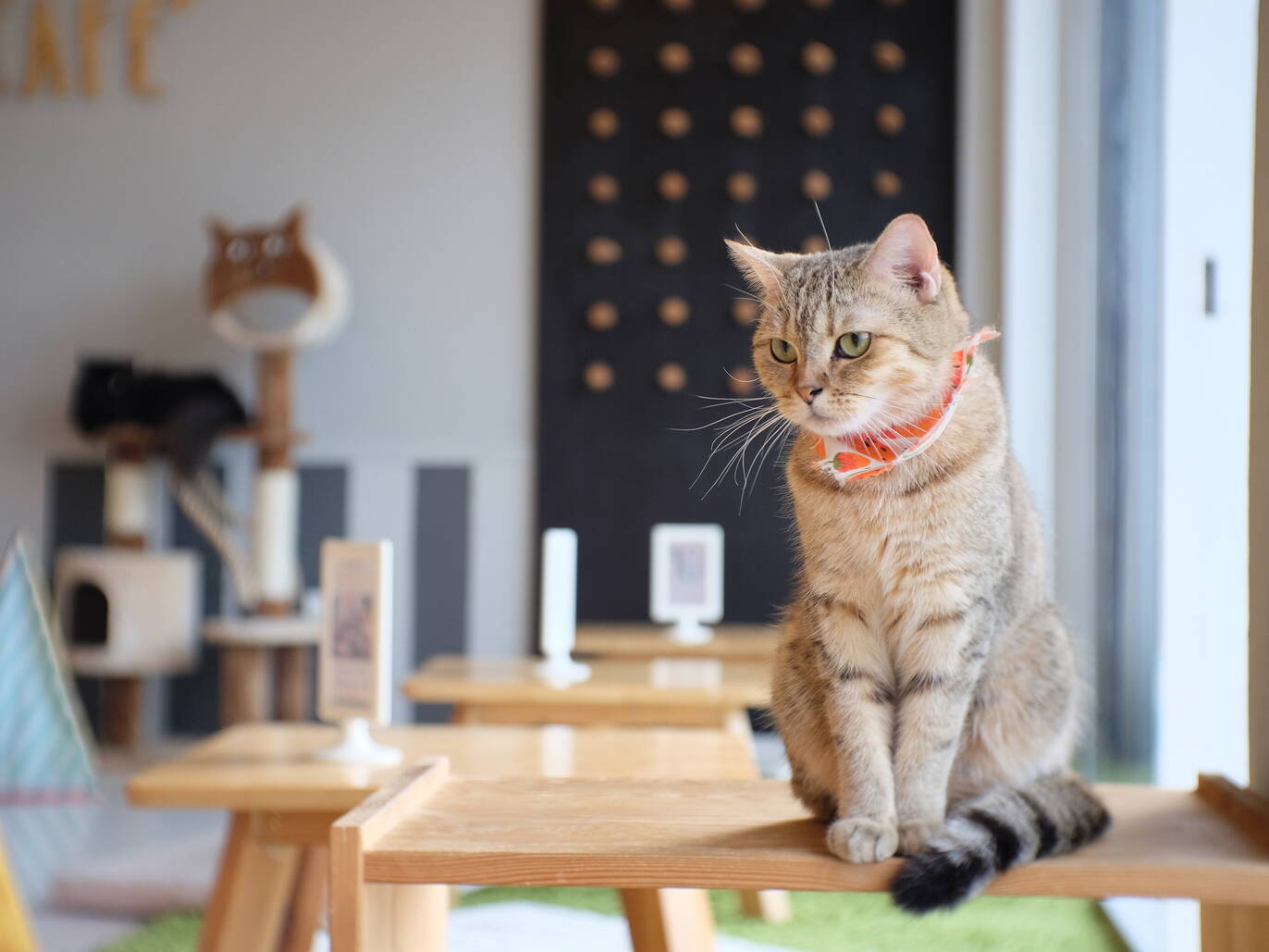 12 Best Cat Cafes in the US for Kitty Cuddles and Coffee