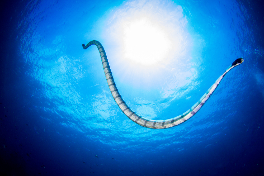 Mapped: the Most Common Dream in Every Country in the World