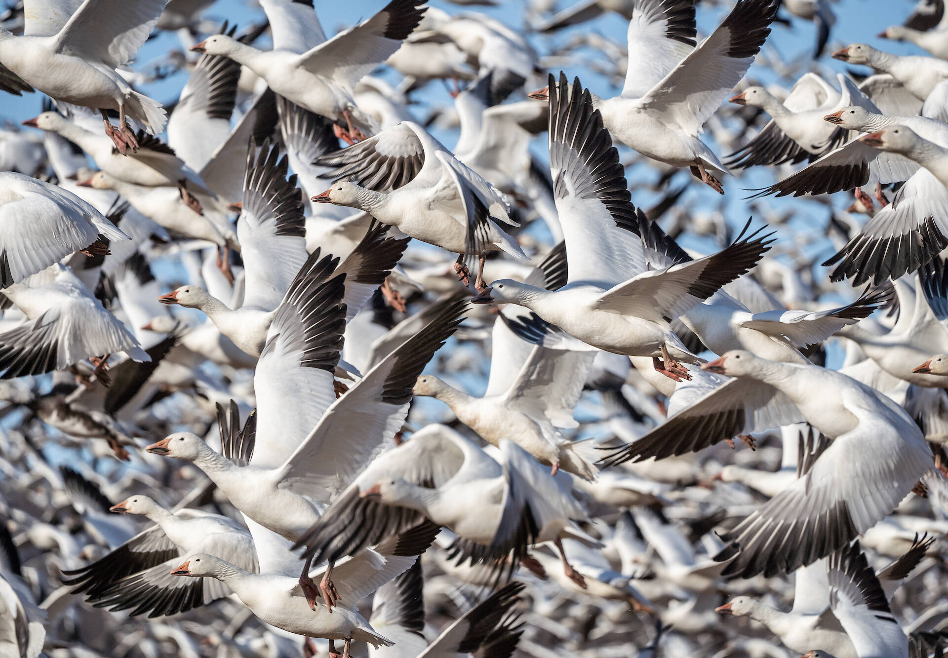 10 Animal Phenomena in the US That You Have to Witness at Least Once