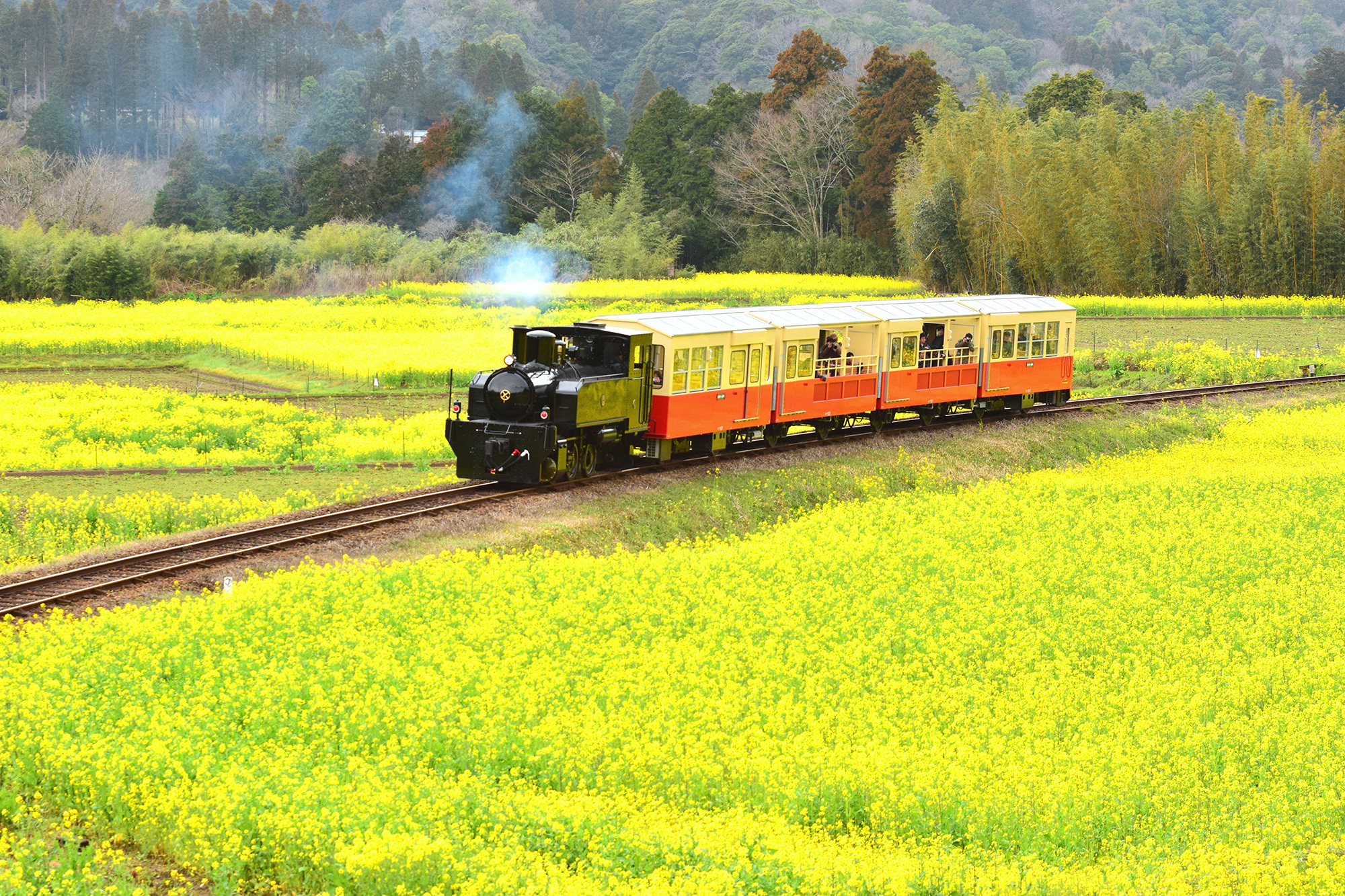 This old-fashioned train in Chiba takes you past beautiful springtime ...