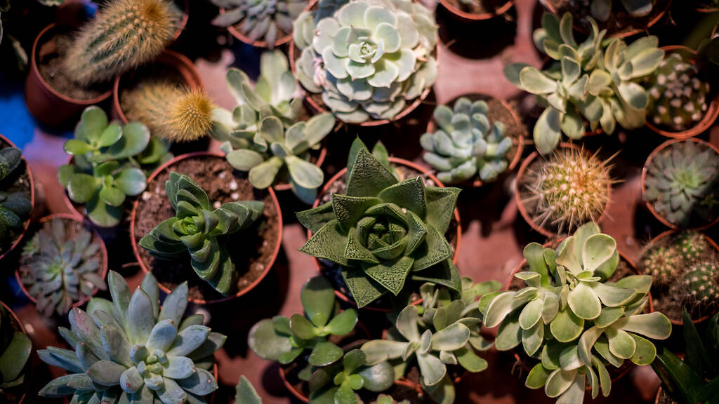 Lorena Marco Floristería, las flores más bonitas de La Latina están aquí