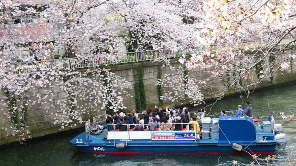 Meguro River cherry blossom cruise | Things to do in Tokyo