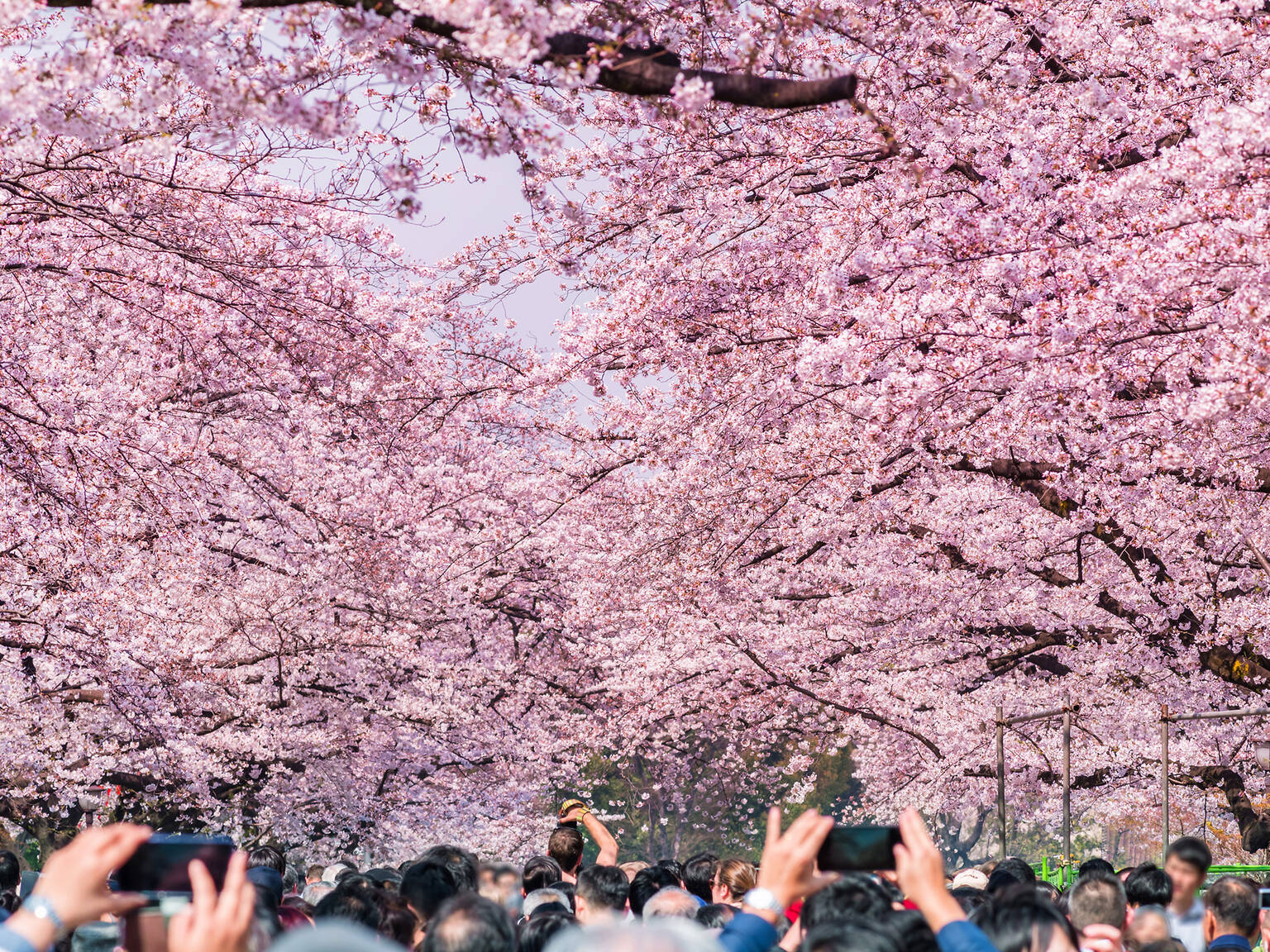 10 best places to see winter cherry blossoms in Japan – outside of Tokyo