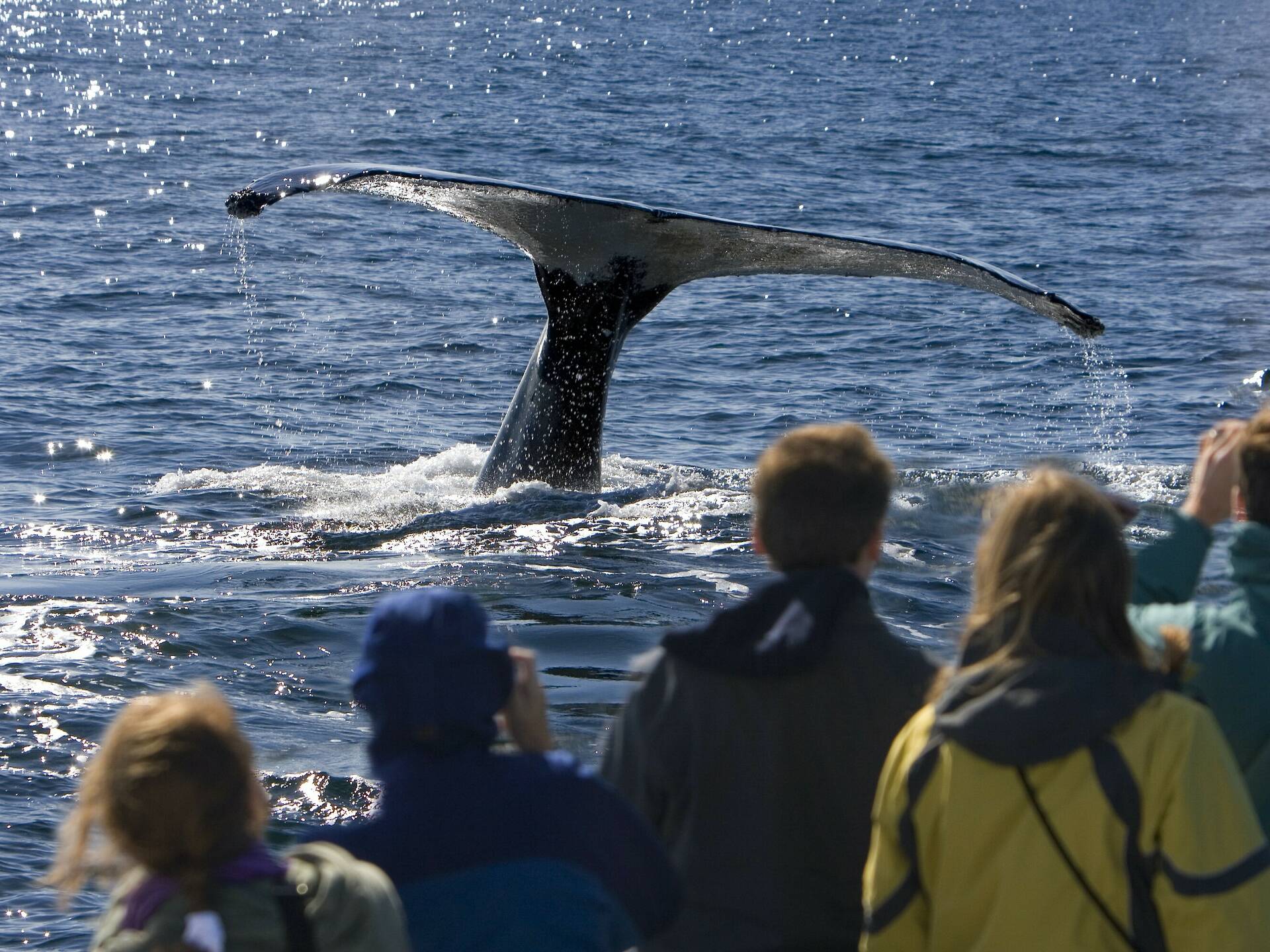 Whale Watching Boston: 7 Local Boat Tours for Seeing Whales