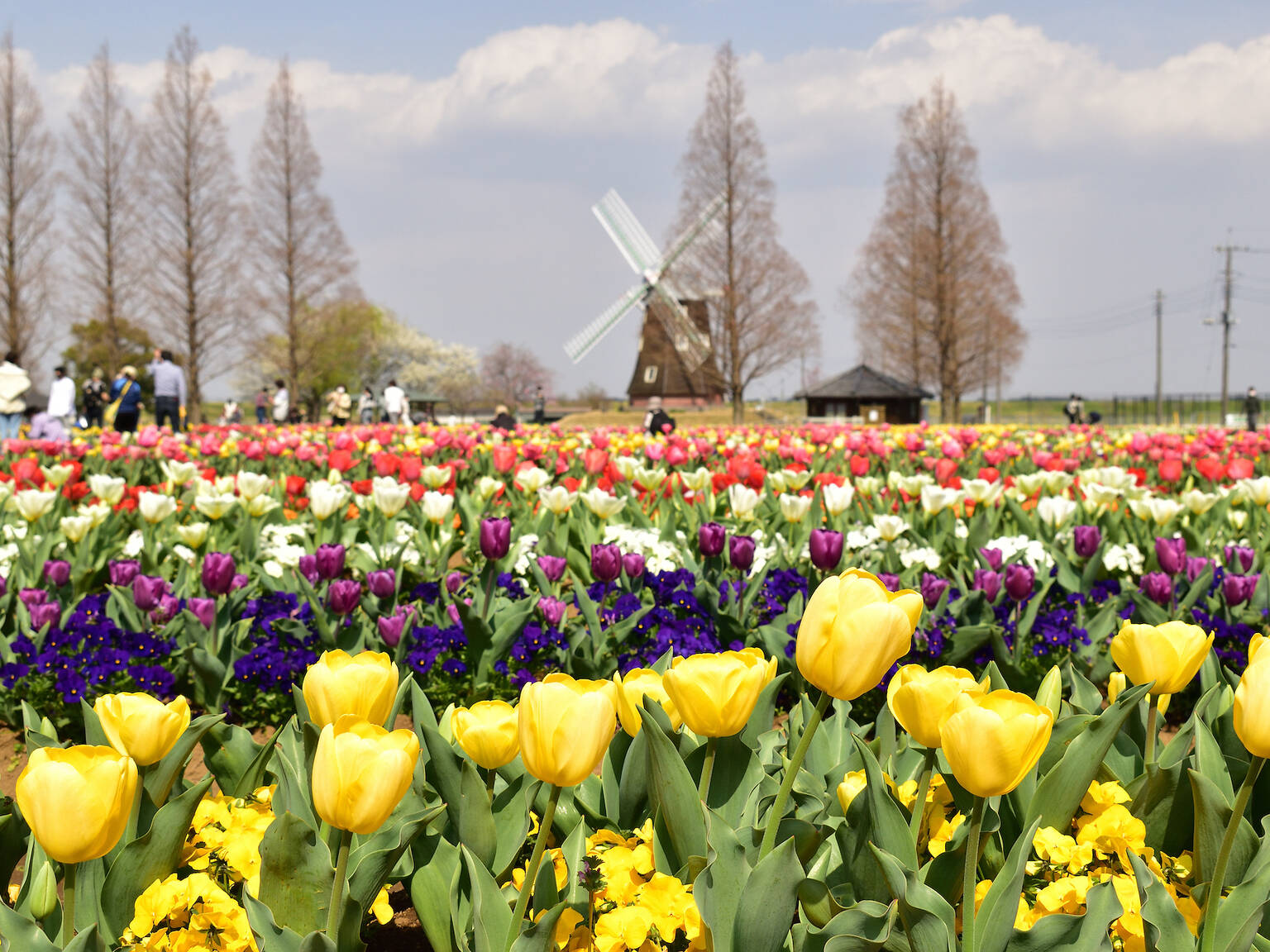 5 best places to see tulips in and around Tokyo