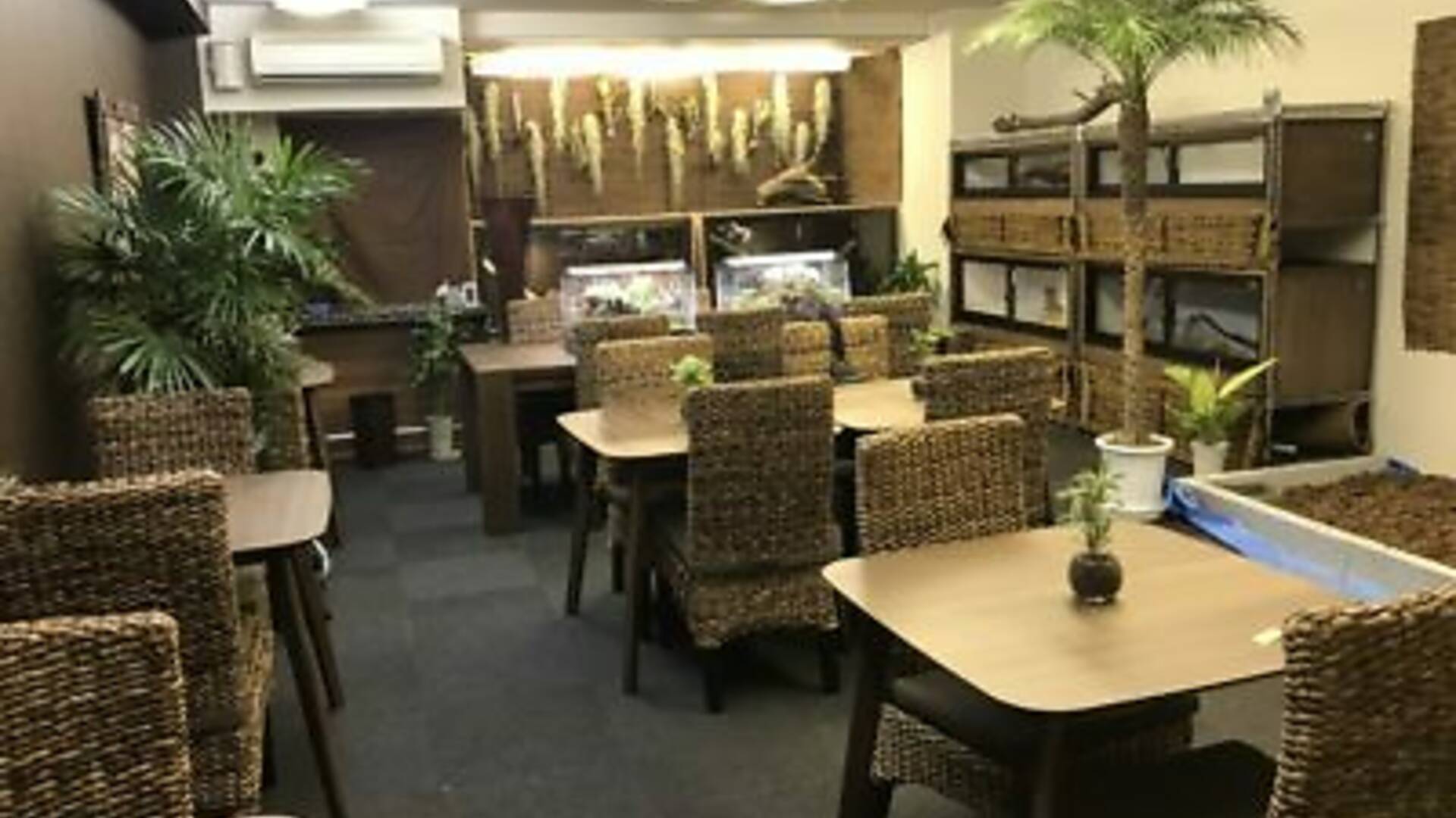 Reptiles Café | Things to do in Higashi-Shinjuku, Tokyo