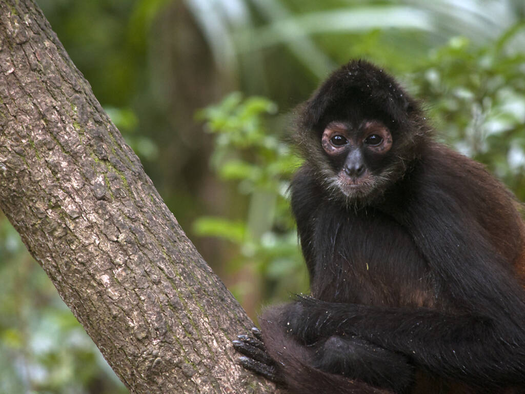 6 Best Wildlife Sanctuaries in Miami and South Florida