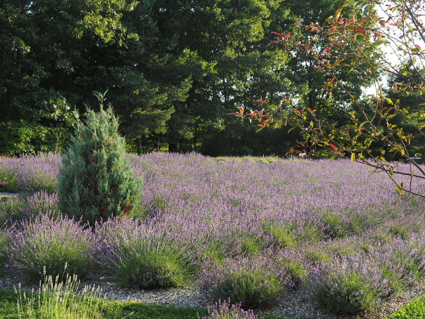 The 9 Best Lavender Farms Near Chicago