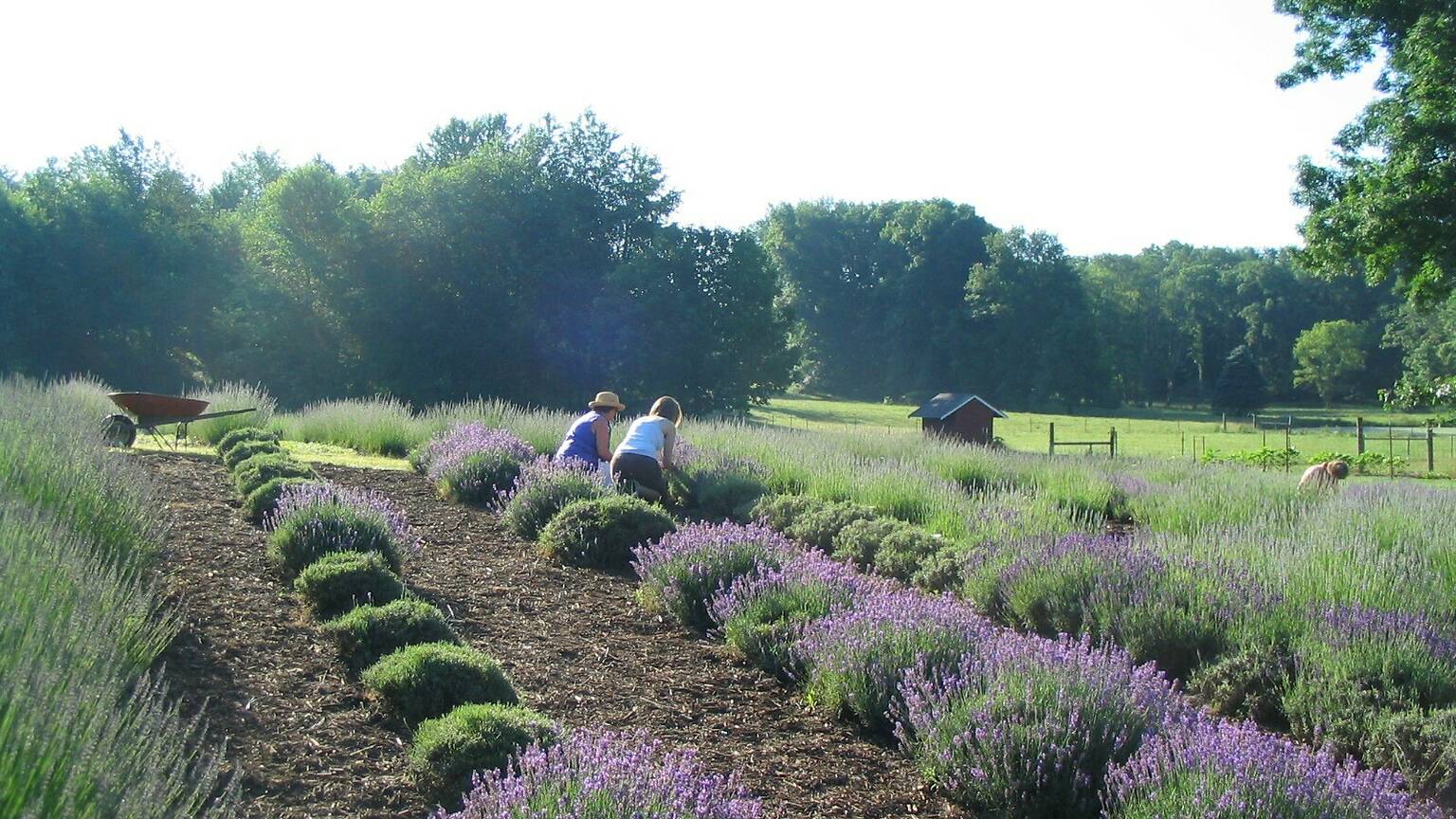 The 9 Best Lavender Farms Near Chicago