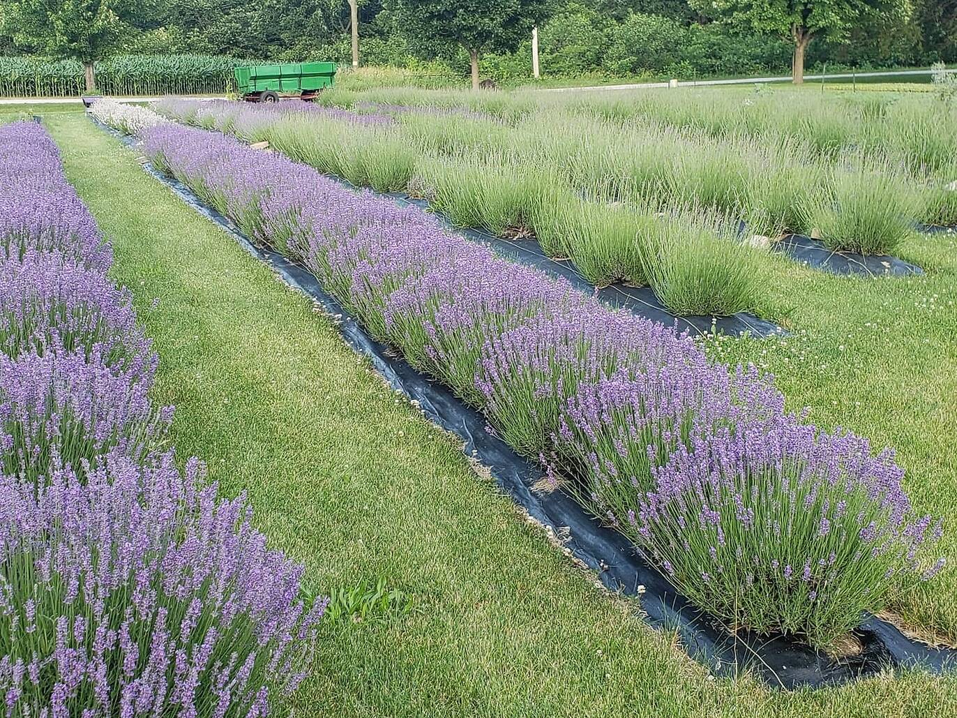 The 9 Best Lavender Farms Near Chicago