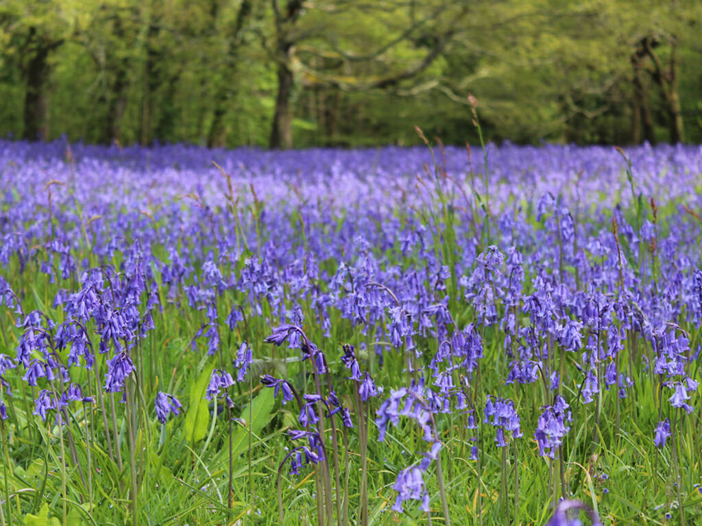 15 Most Beautiful Places to See Bluebells in the UK