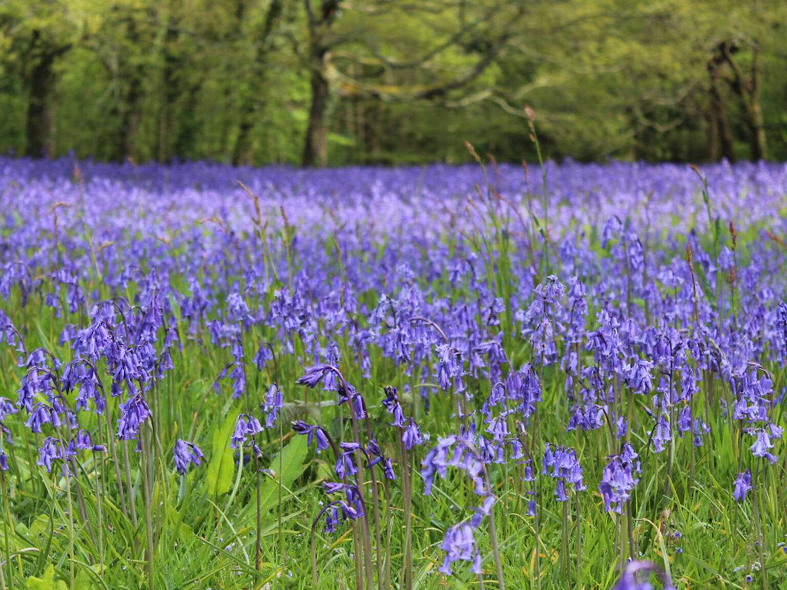 15 Most Beautiful Places to See Bluebells in the UK