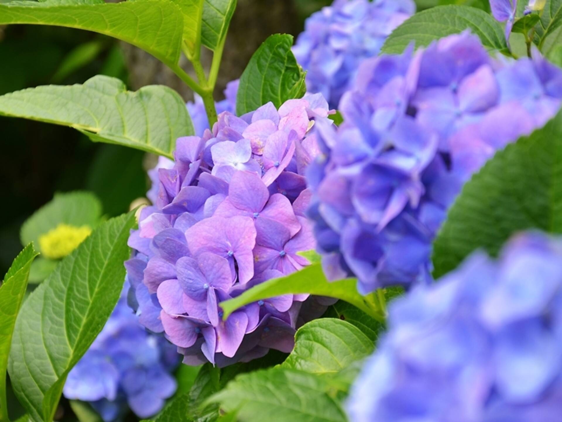 12 best places to see hydrangeas in and around Tokyo