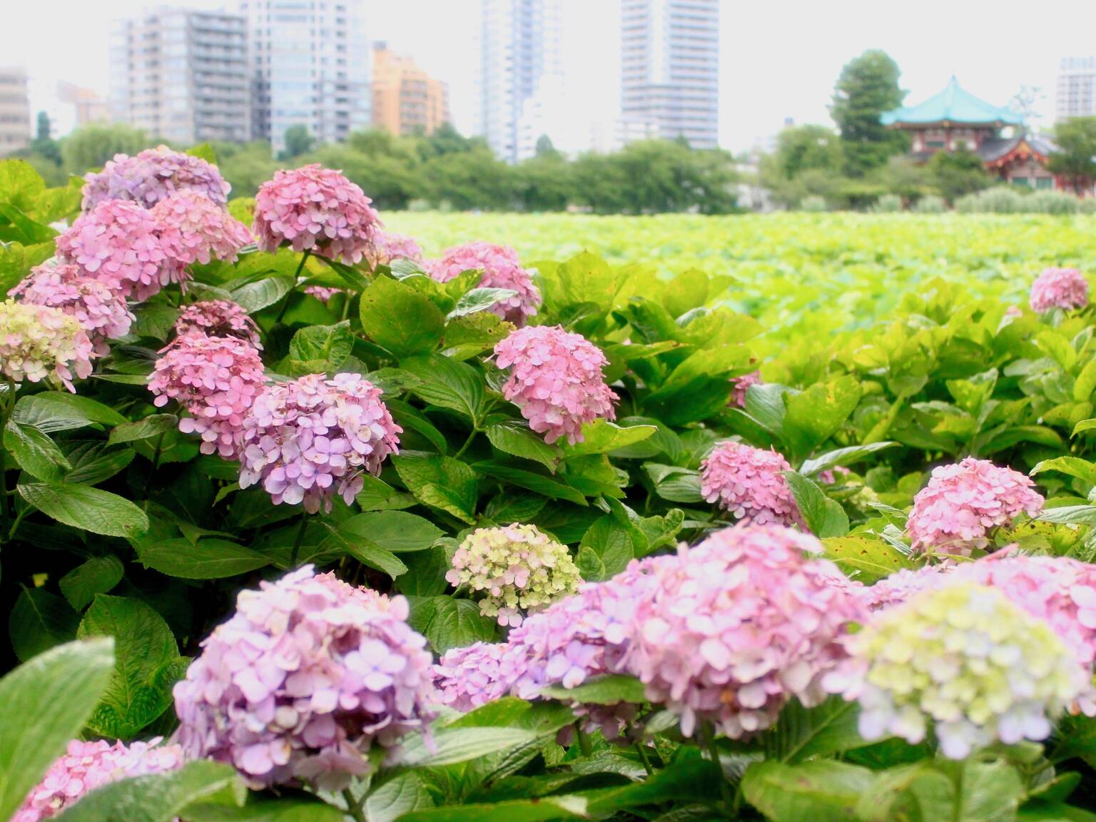 12 best places to see hydrangeas in and around Tokyo