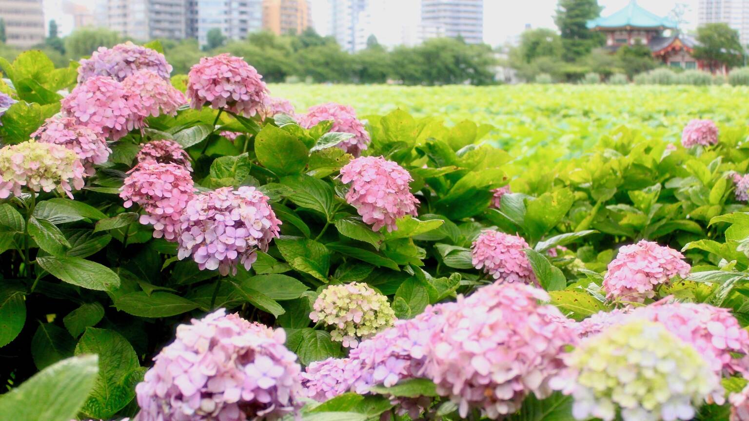 12 best places to see hydrangeas in and around Tokyo