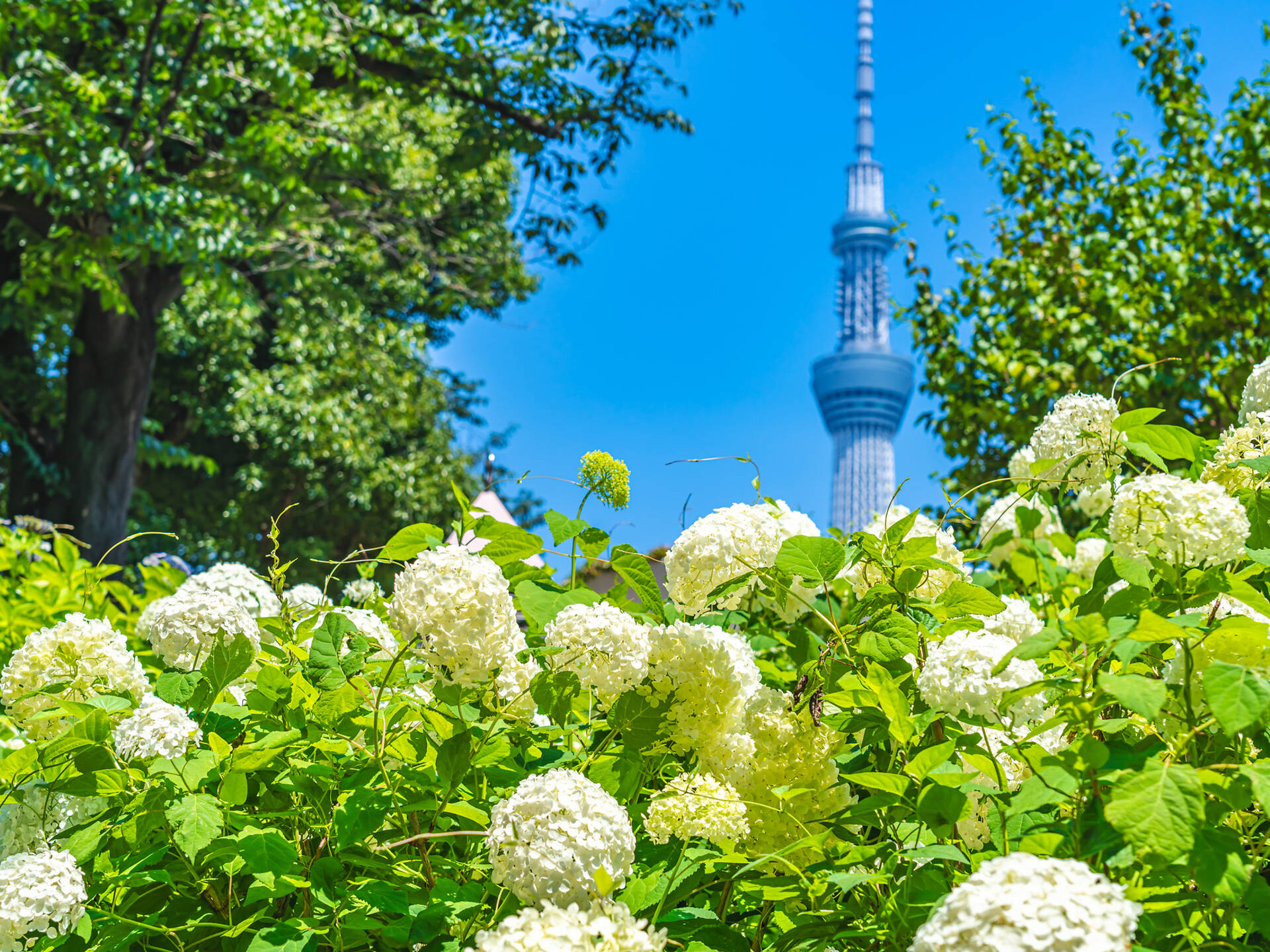 12 best places to see hydrangeas in and around Tokyo