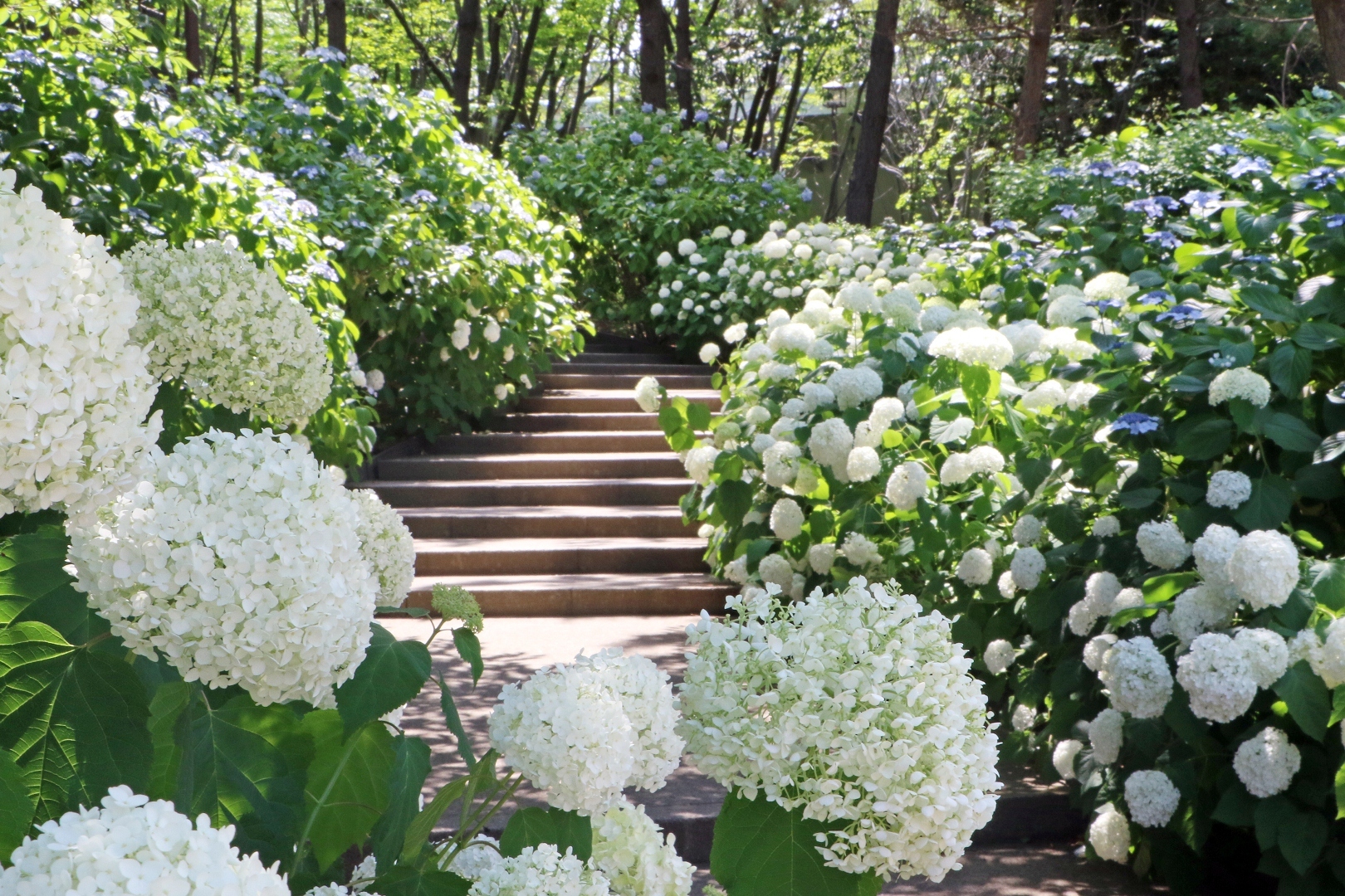 Hakkeijima Hydrangea Festival | Things to do in Tokyo