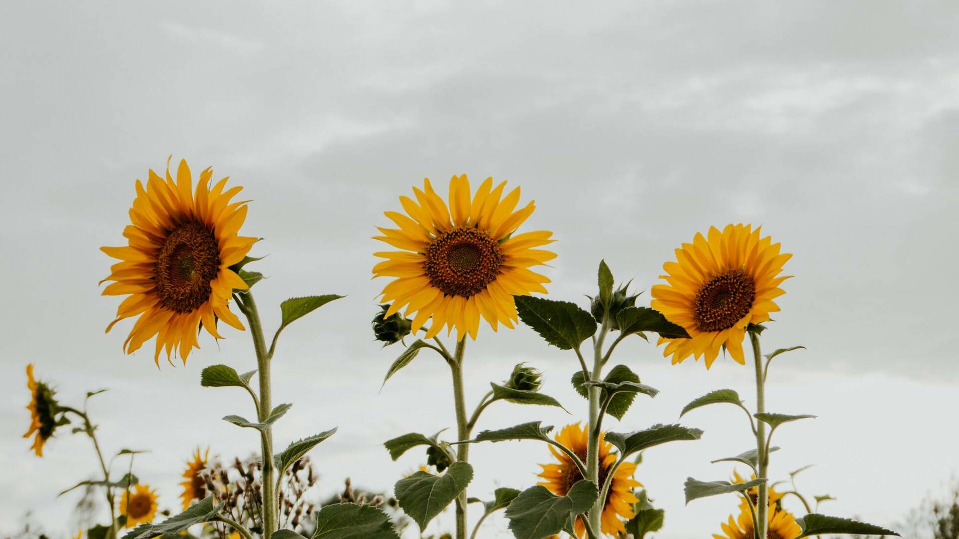 6 gorgeous sunflower fields near London where you can pick your own