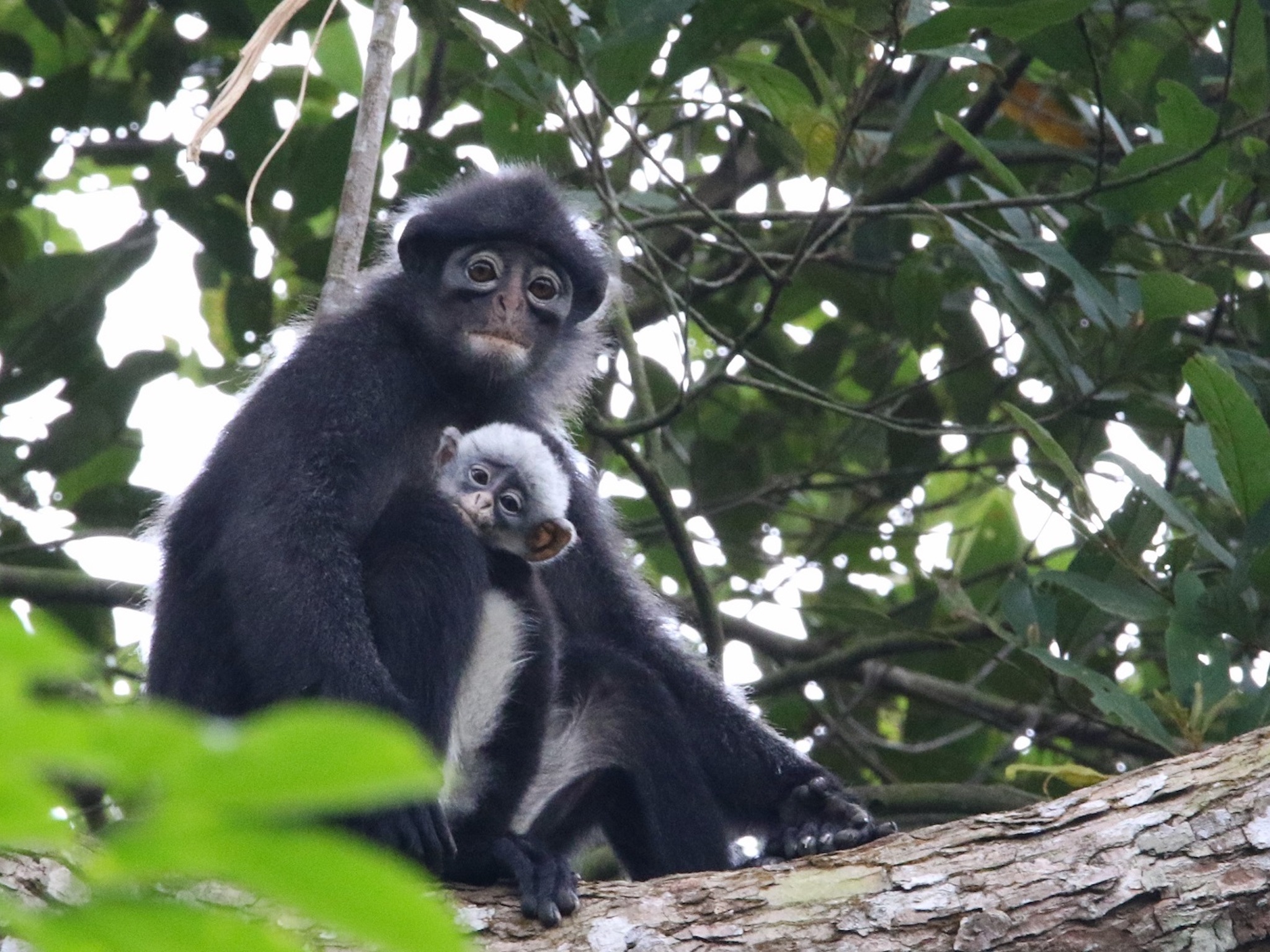 We Go Langur Spotting With Singapore National Geographic Explorer Andie Ang
