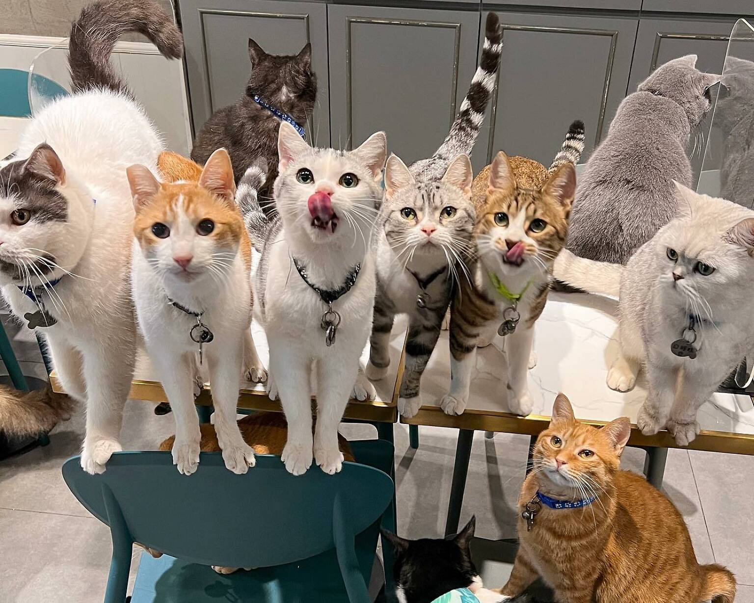 The best pet cafes in Hong Kong