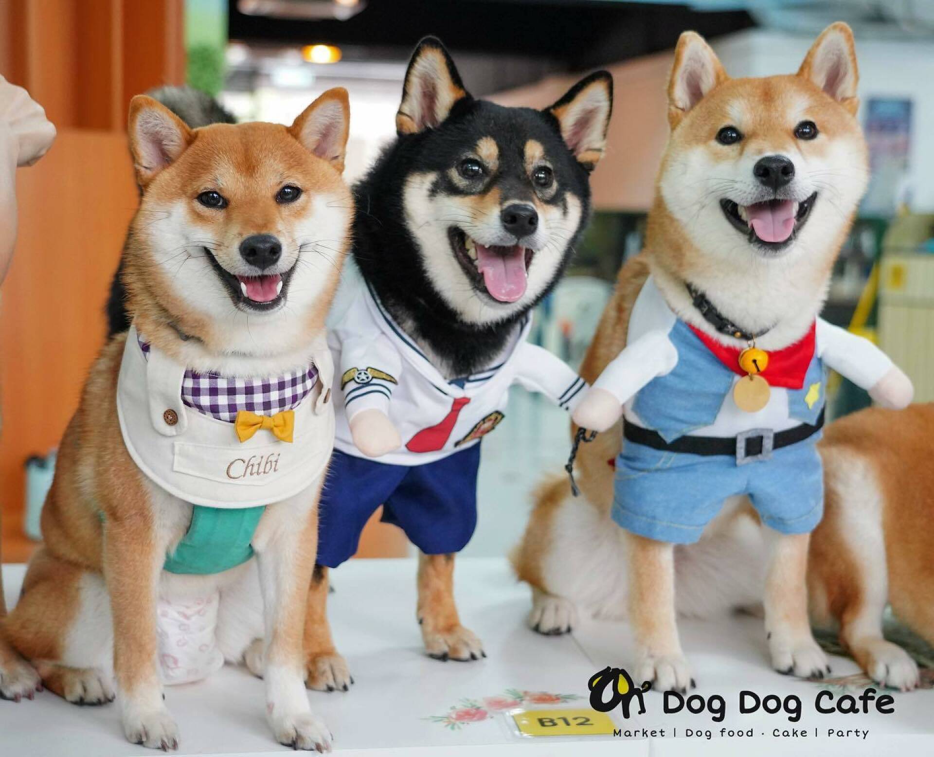 The best pet cafes in Hong Kong
