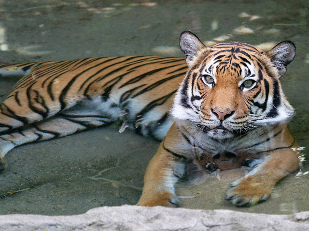 31 Best Zoos in the USA for Connecting with Wildlife