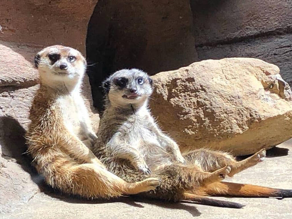 31 Best Zoos in the USA for Connecting with Wildlife