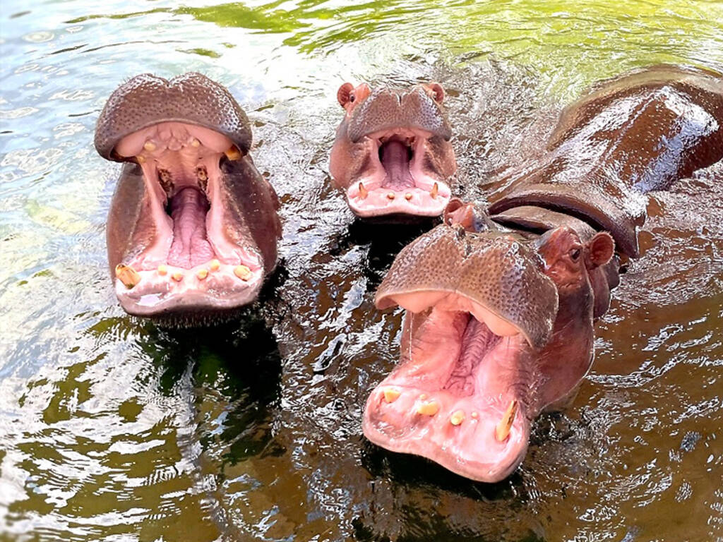 31 Best Zoos in the USA for Connecting with Wildlife